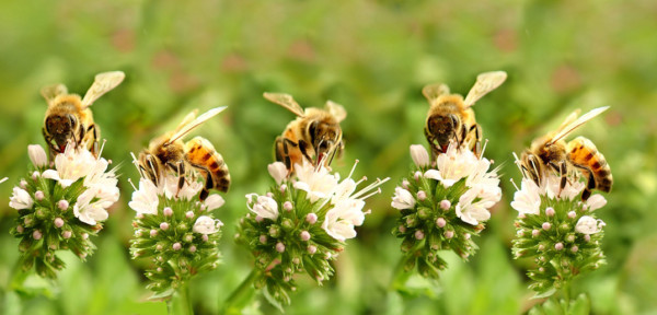 Le intelligenze della Natura: dalla gerarchia alla cooperazione ...